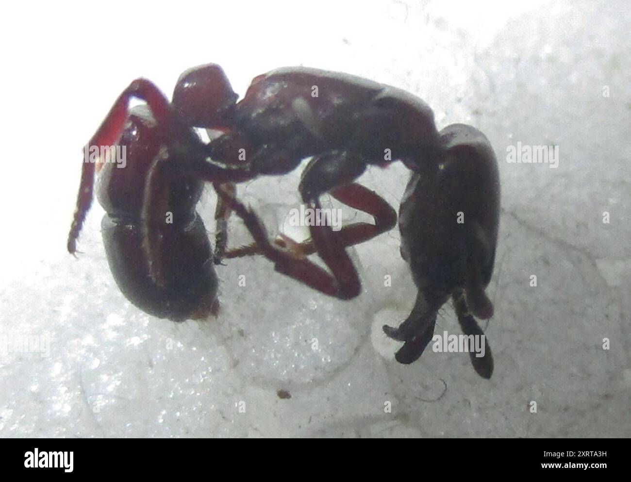 Underground Millipede Muncher ant (Plectroctena subterranea) Insecta ...