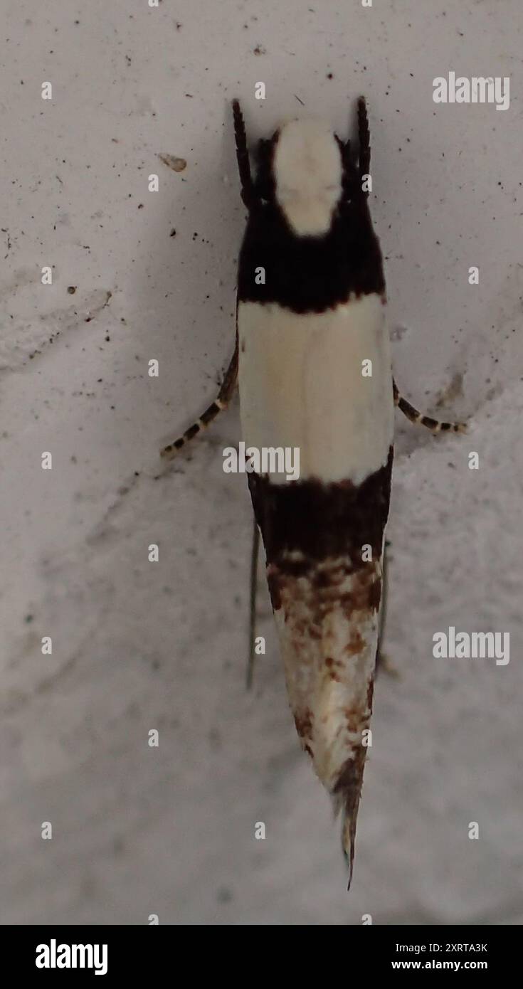 Wool Moth (Monopis icterogastra) Insecta Stock Photo - Alamy