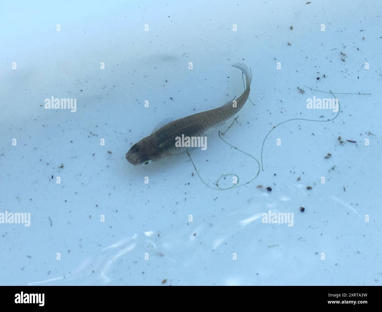 Western Mosquitofish (Gambusia affinis) Actinopterygii Stock Photo - Alamy