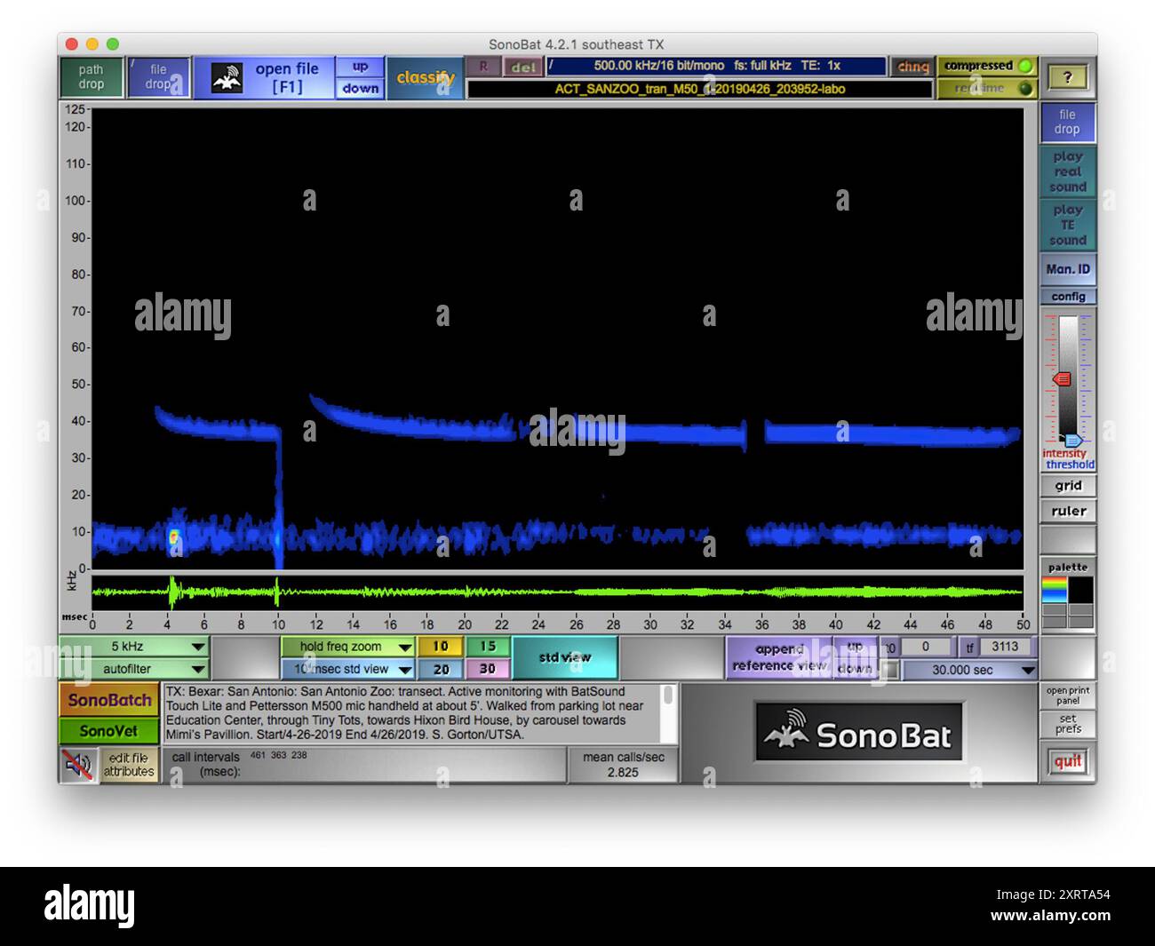 Eastern Red Bat (Lasiurus borealis) Mammalia Stock Photo - Alamy