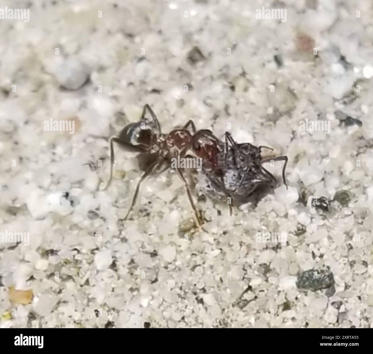 fusca-group Field Ants and Allies (Formica fusca) Insecta Stock Photo ...