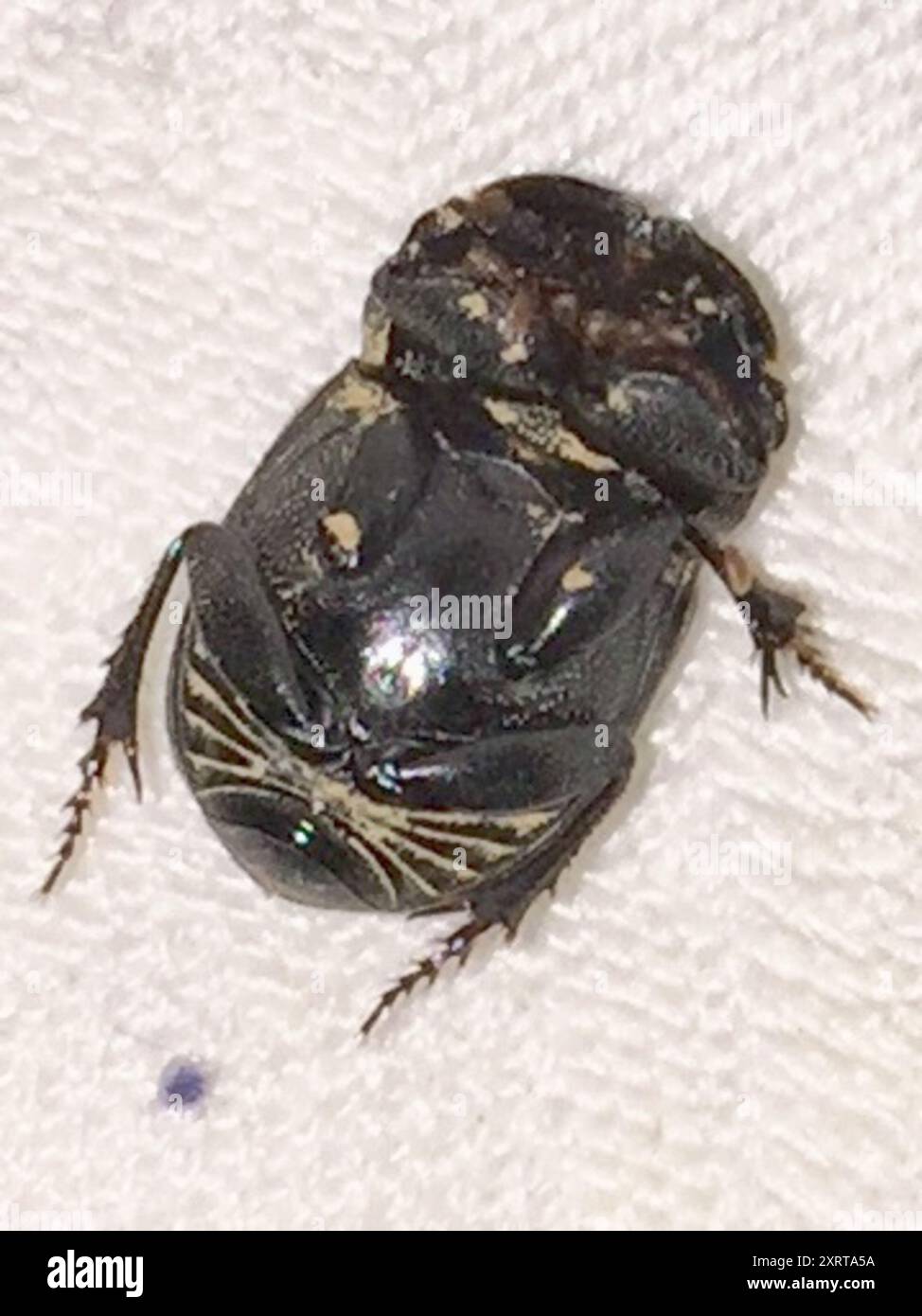 Frigid Dung Beetle (Copris fricator) Insecta Stock Photo - Alamy