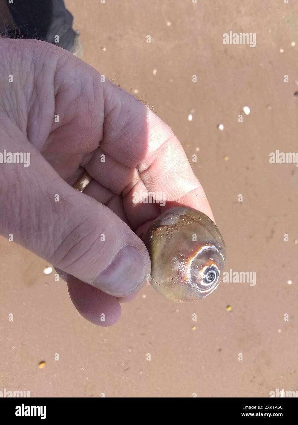 Shark Eye (Neverita duplicata) Mollusca Stock Photo - Alamy