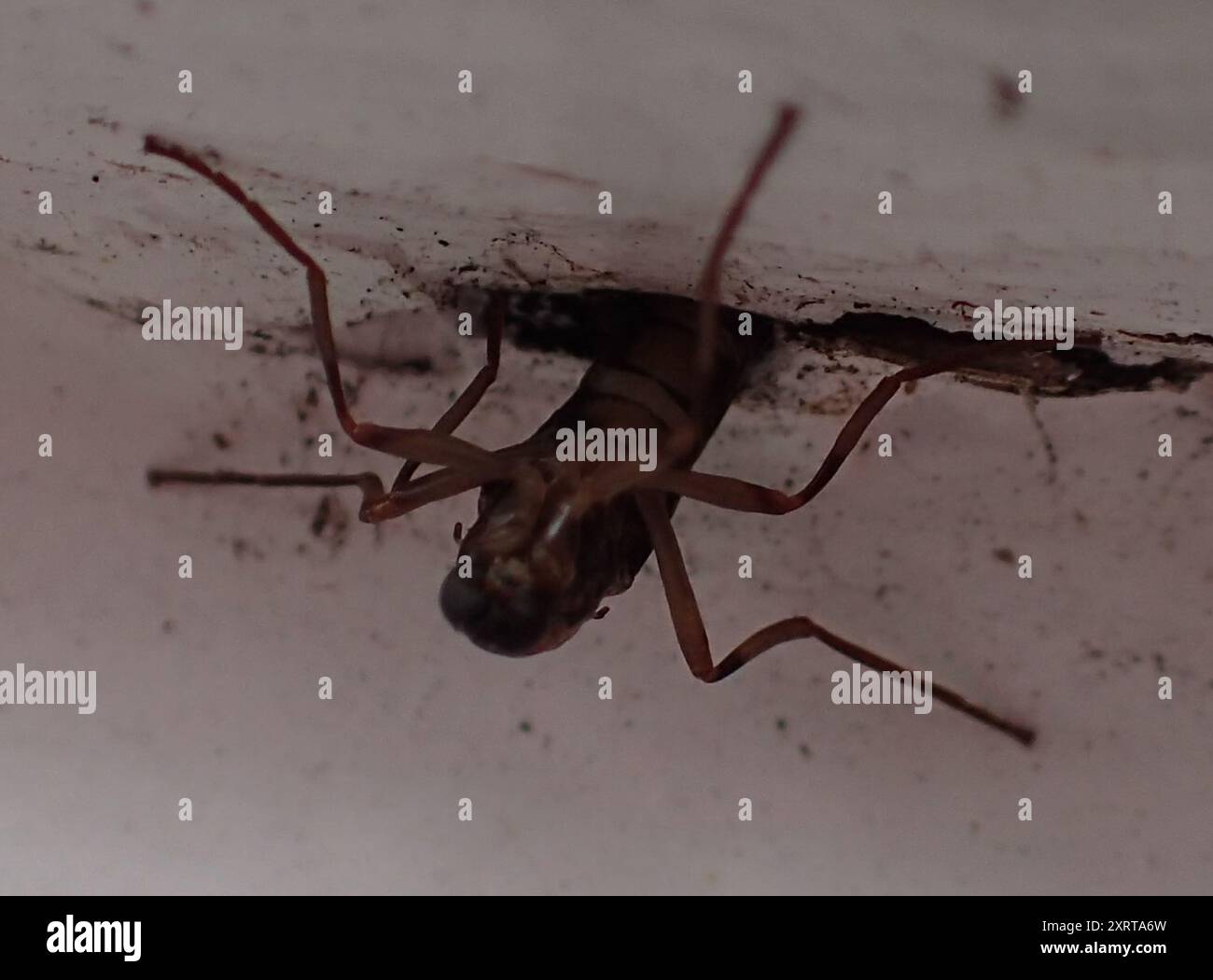 Tasmanian Wingless Soldier Fly (Boreoides tasmaniensis) Insecta Stock ...