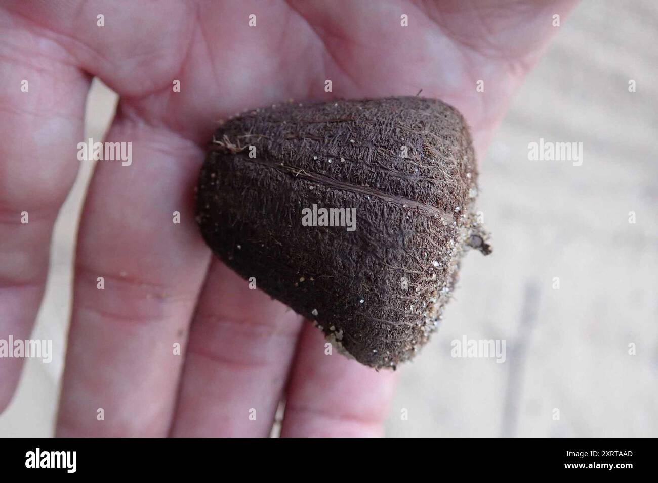 Ilala palm (Hyphaene coriacea) Plantae Stock Photo - Alamy