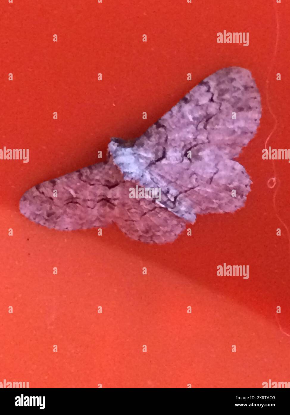 Brown-shaded Gray (Iridopsis defectaria) Insecta Stock Photo - Alamy