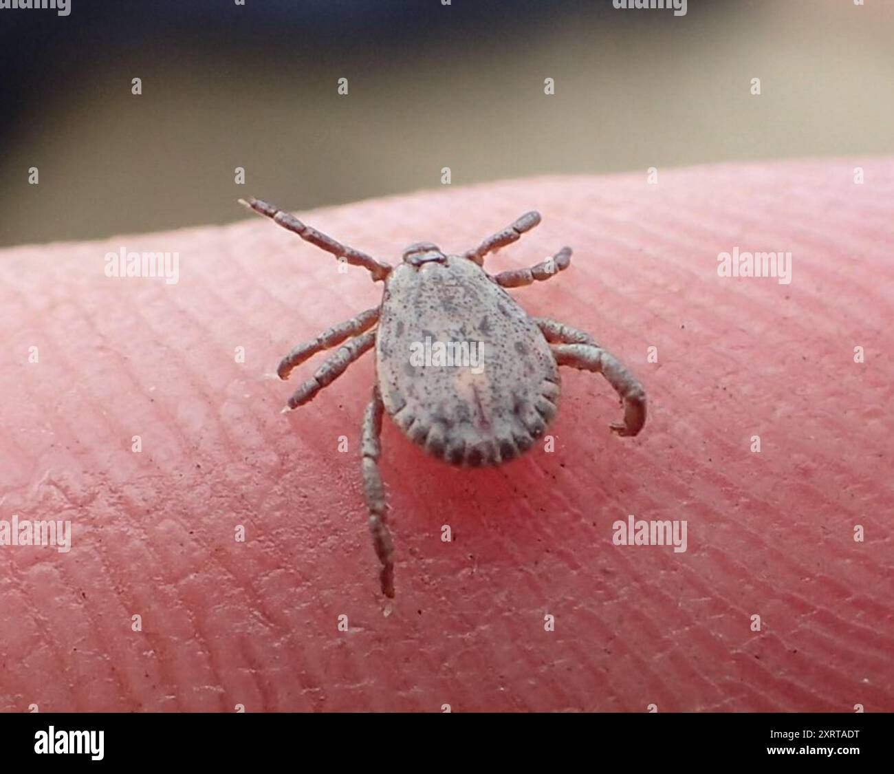 Pacific Coast Tick (Dermacentor occidentalis) Arachnida Stock Photo - Alamy