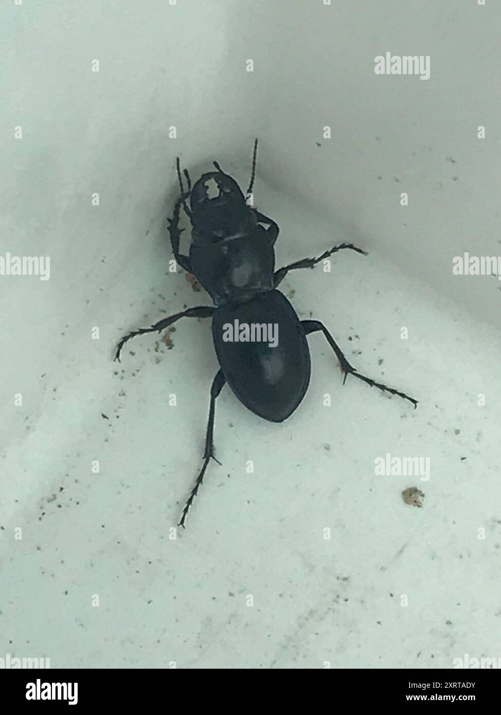 Warrior Beetles (Pasimachus) Insecta Stock Photo - Alamy
