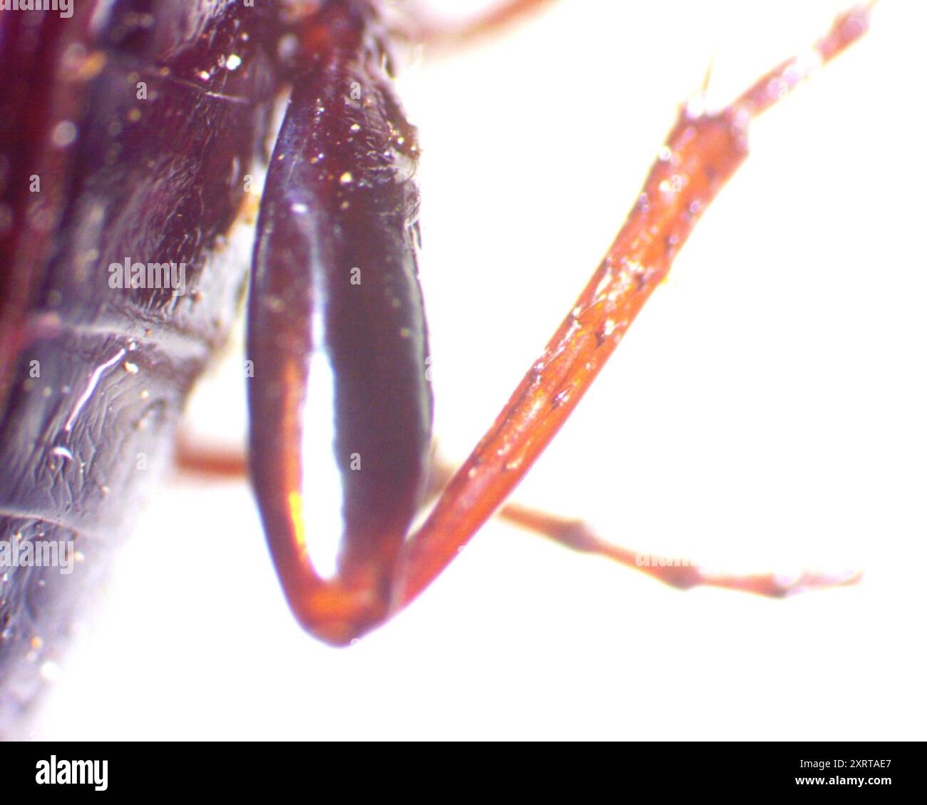 (Pterostichus sculptus) Insecta Stock Photo - Alamy
