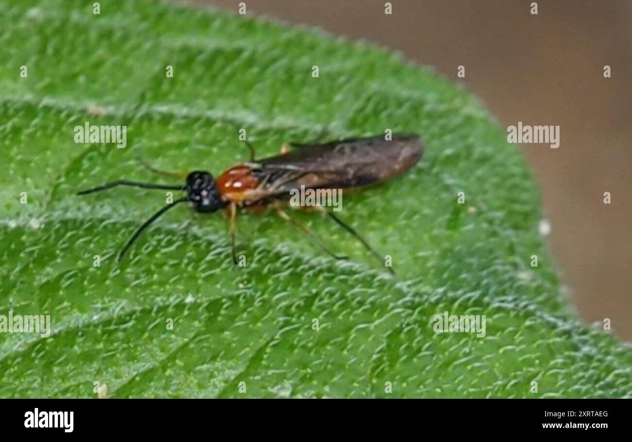 Sawflies, Horntails, and Wood Wasps (Symphyta) Insecta Stock Photo - Alamy