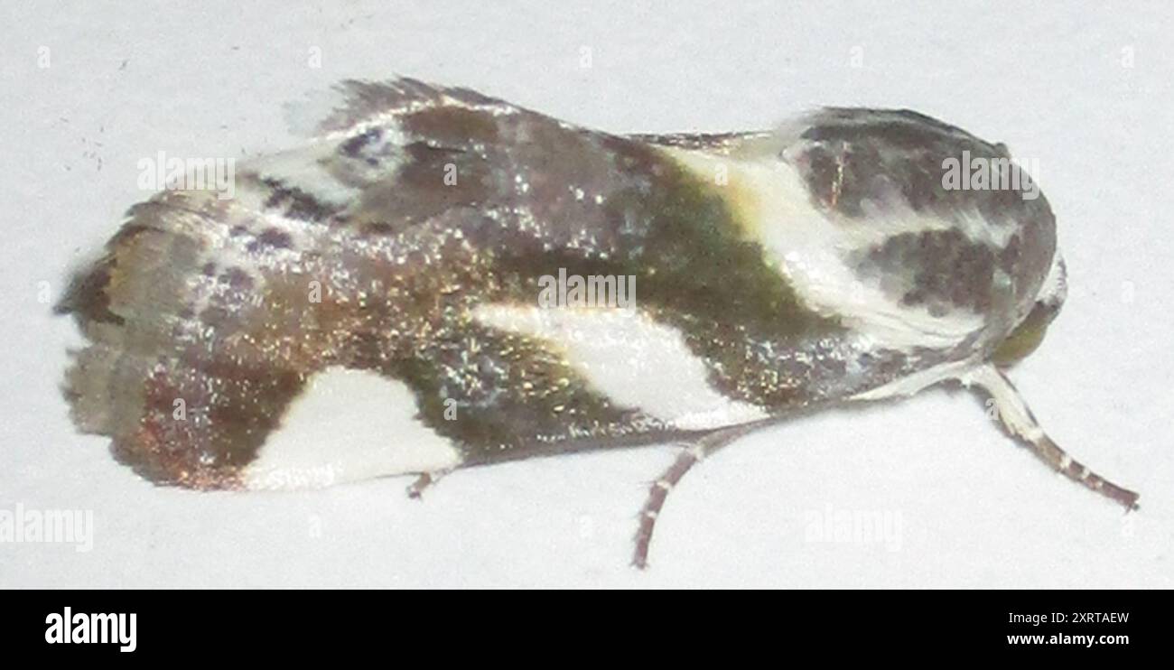 Threebar Droplet (Acontia trimaculata) Insecta Stock Photo - Alamy