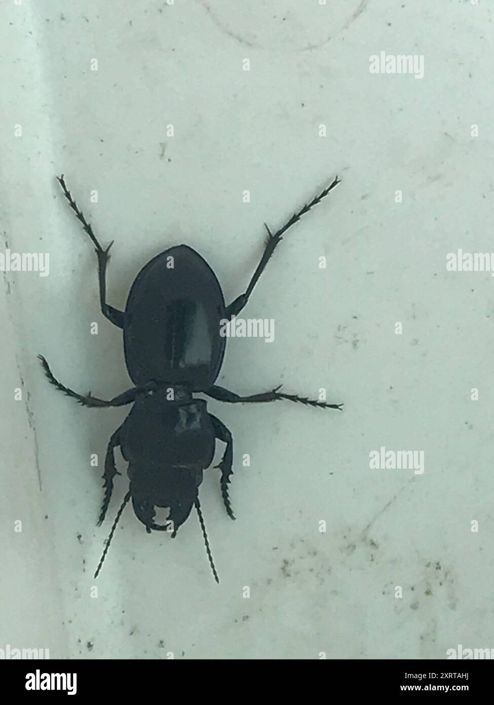 Warrior Beetles (Pasimachus) Insecta Stock Photo - Alamy