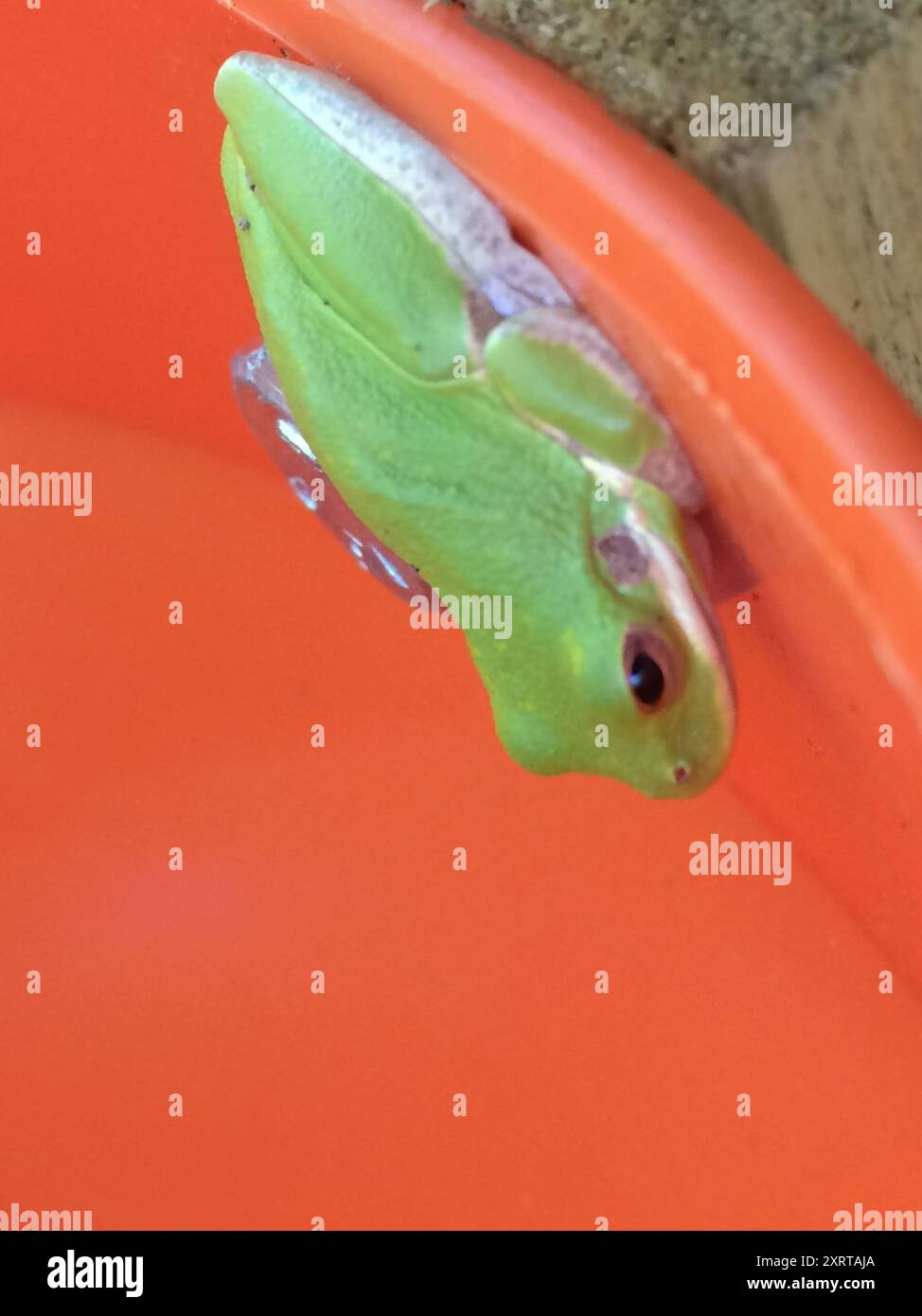 Squirrel Treefrog (Hyla squirella) Amphibia Stock Photo - Alamy
