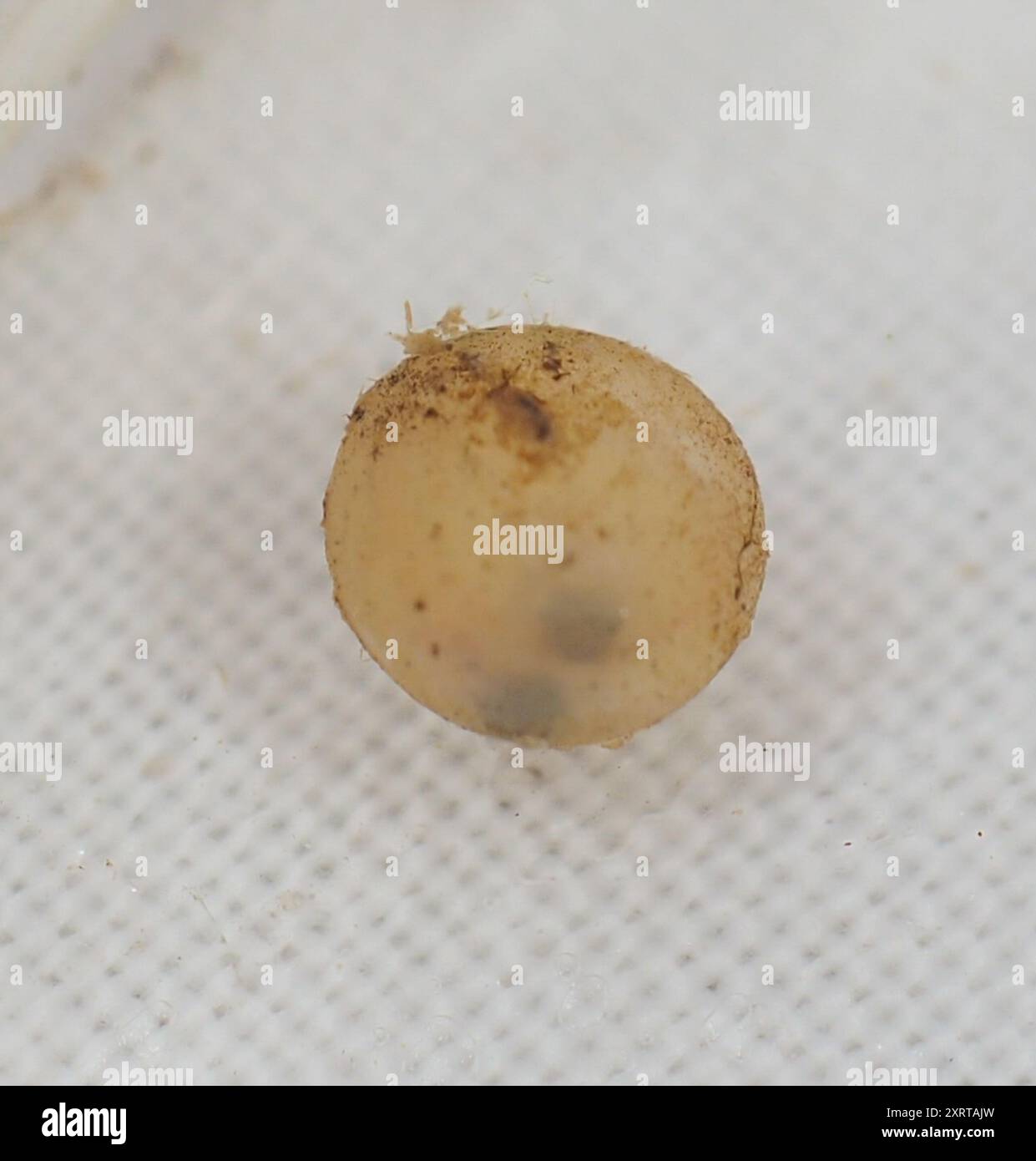 Ray-finned Fishes (Actinopterygii) Actinopterygii Stock Photo - Alamy