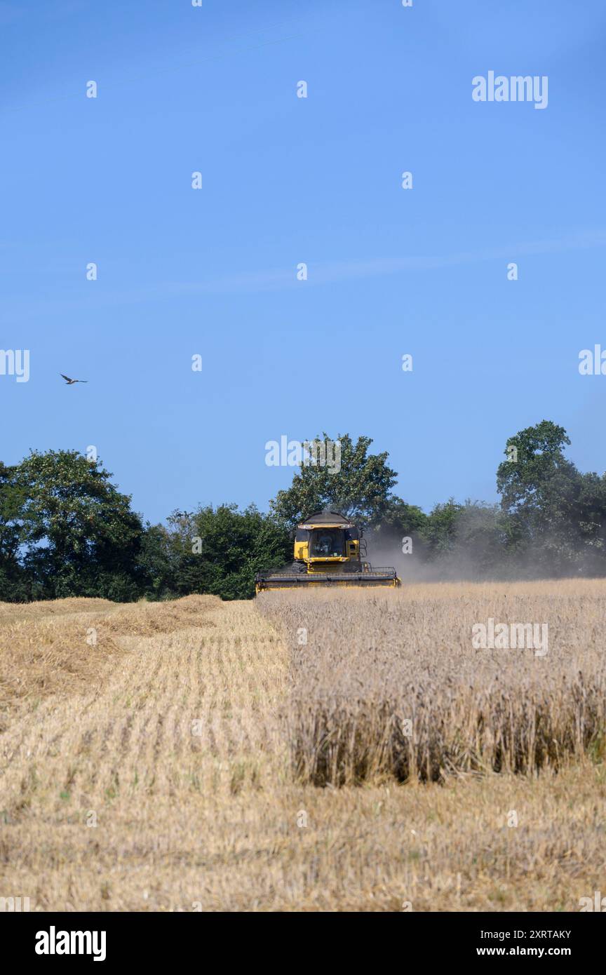 Combine harvester harvesting barley on a farm near Chart Sutton village ...