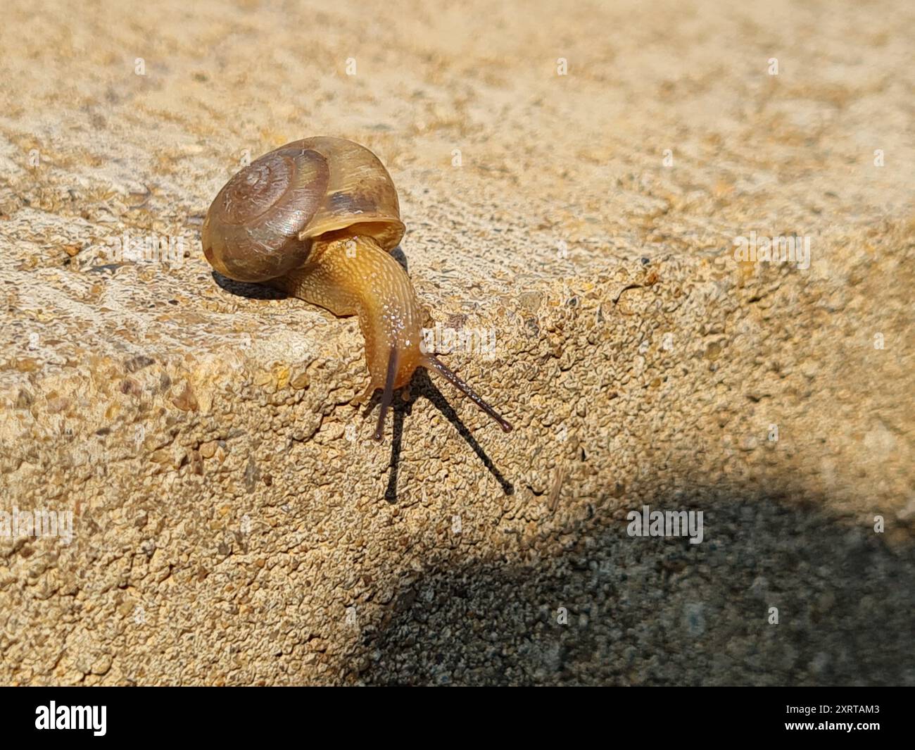 Cute little snail slowly crawling on grey concrete looking down to the ...