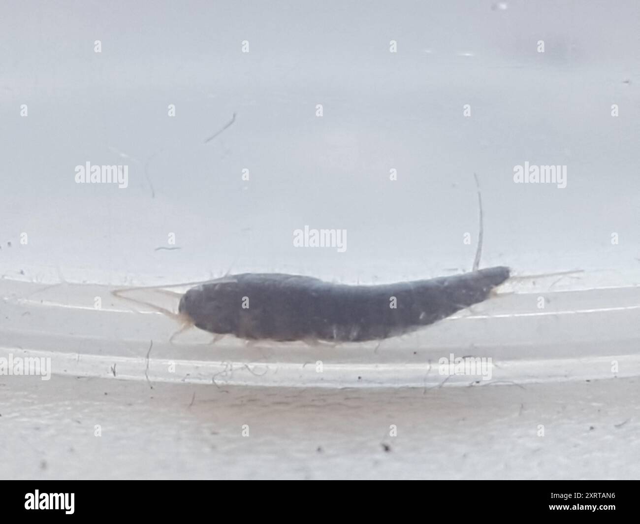 Common Silverfish (Lepisma saccharinum) Insecta Stock Photo - Alamy