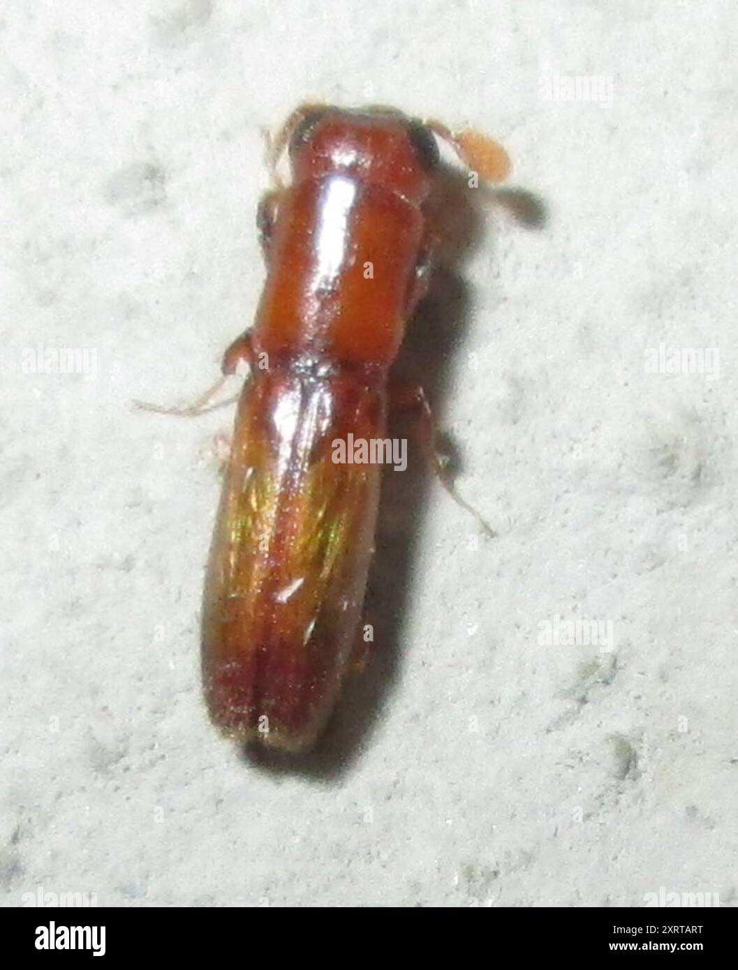 Pinhole Borer Beetles (Platypodinae) Insecta Stock Photo - Alamy