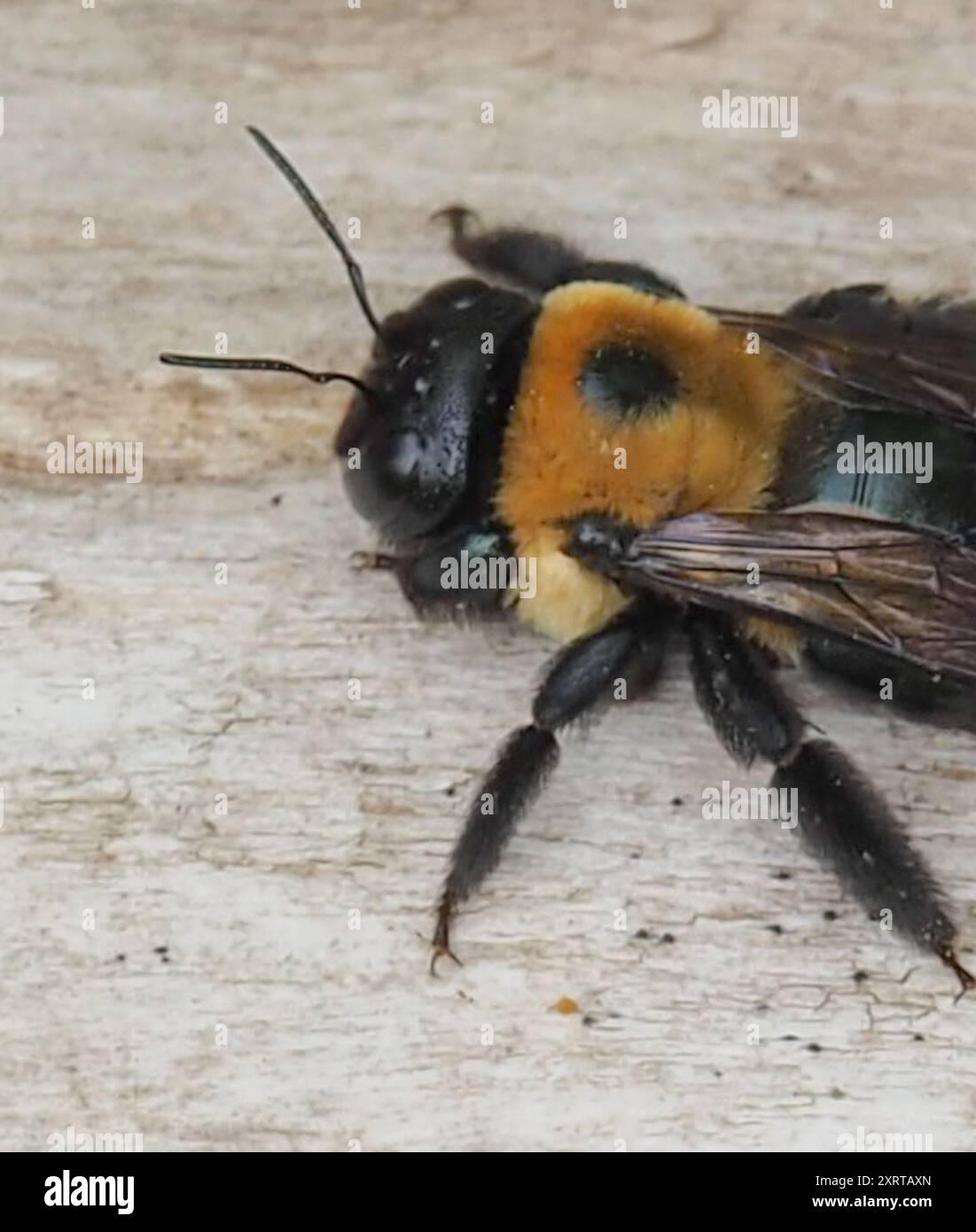 Eastern Carpenter Bee (Xylocopa virginica) Insecta Stock Photo - Alamy