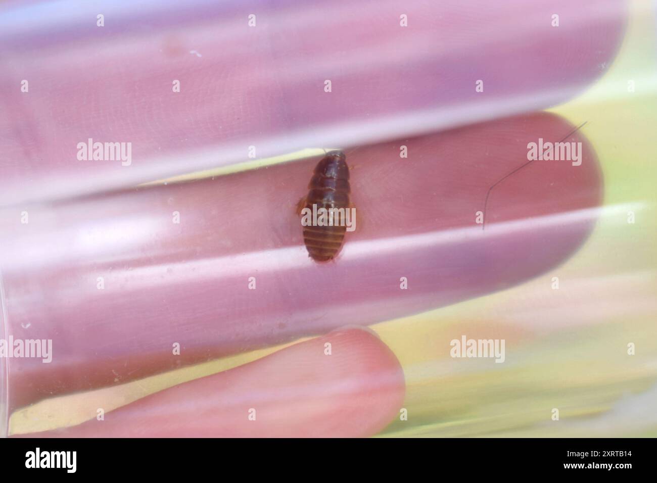 Giant Cockroaches (Blaberidae) Insecta Stock Photo - Alamy