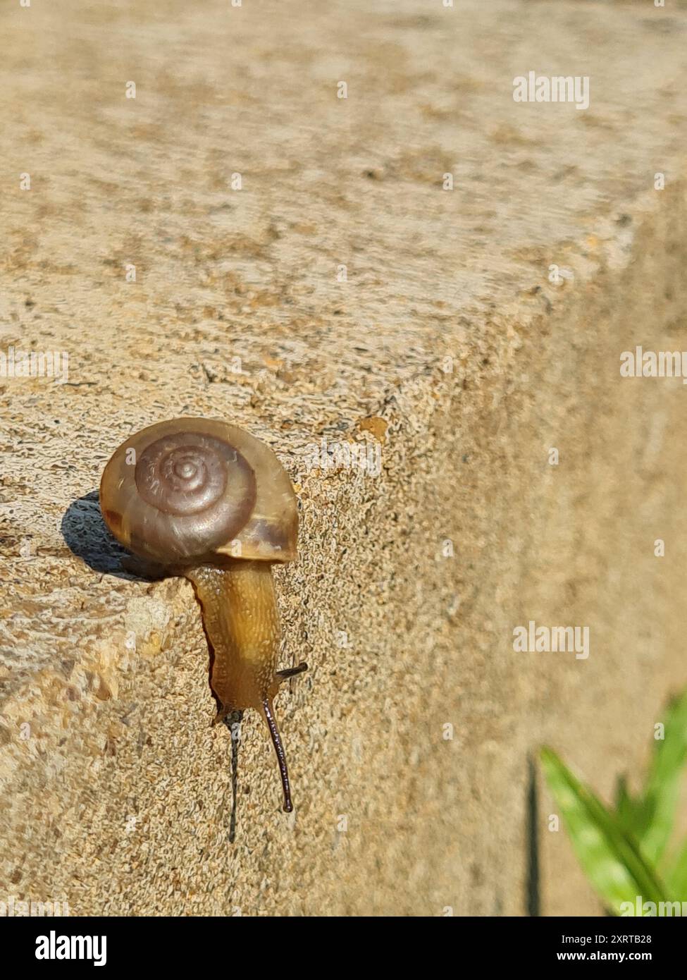 Cute little snail slowly crawling on grey concrete escaping the ...