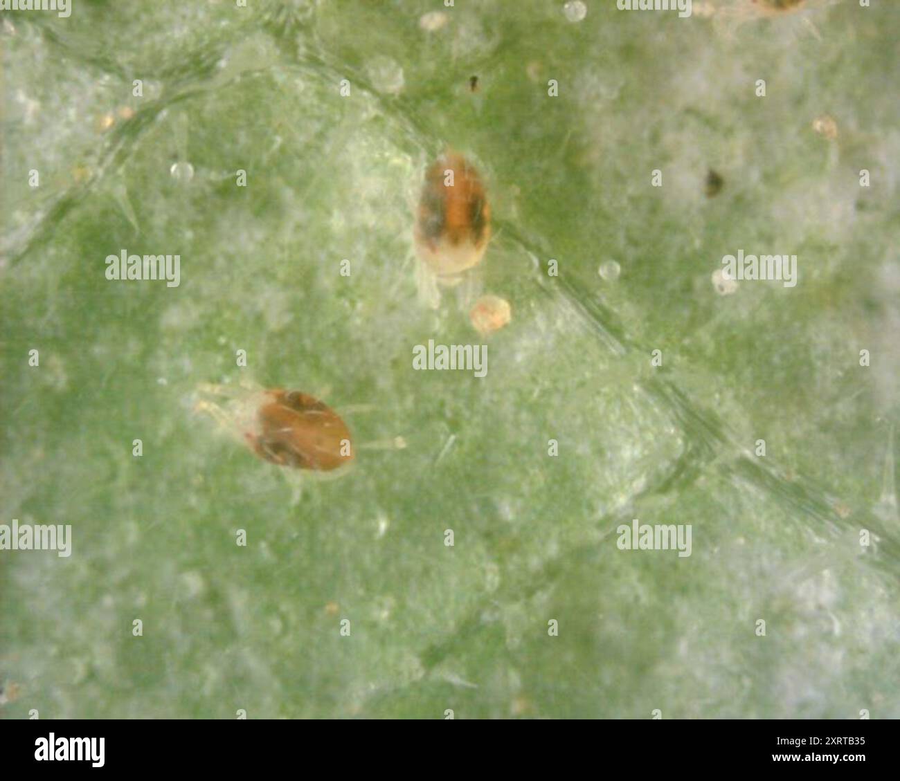 Twospotted Spider Mite (Tetranychus urticae) Arachnida Stock Photo - Alamy