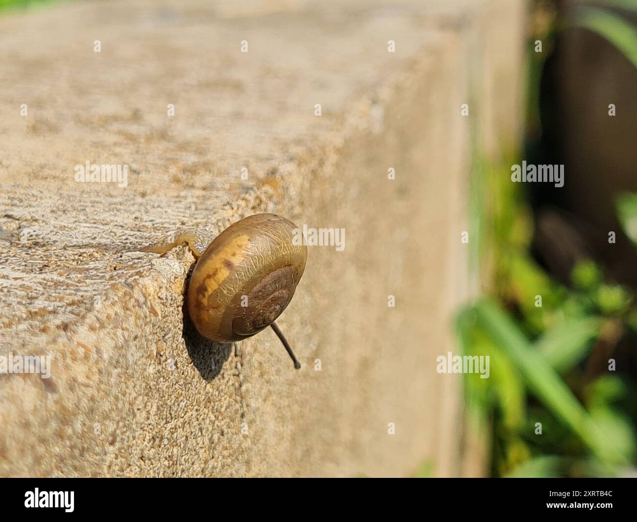 Cute little snail slowly crawling on grey concrete escaping the ...