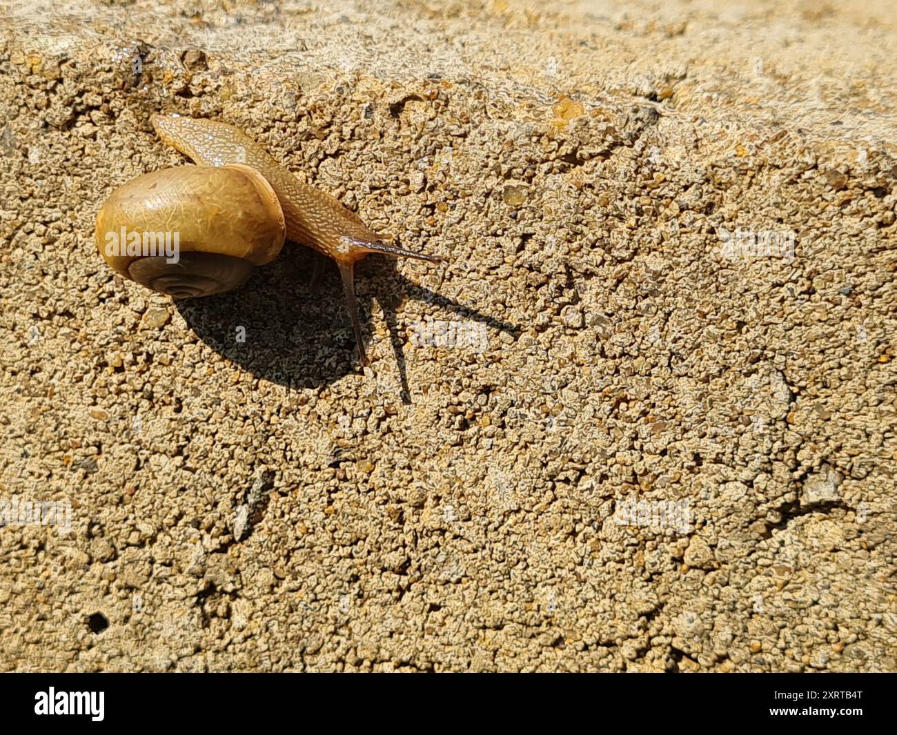 Cute little snail slowly crawling on grey concrete escaping the ...