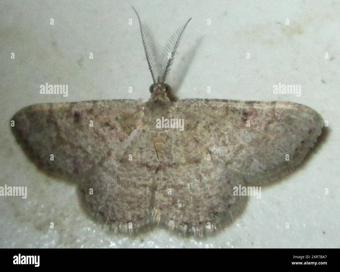 Geometer Moths (Geometridae) Insecta Stock Photo - Alamy