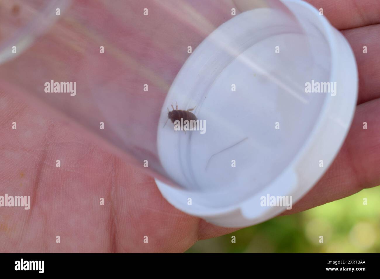 Giant Cockroaches (Blaberidae) Insecta Stock Photo - Alamy