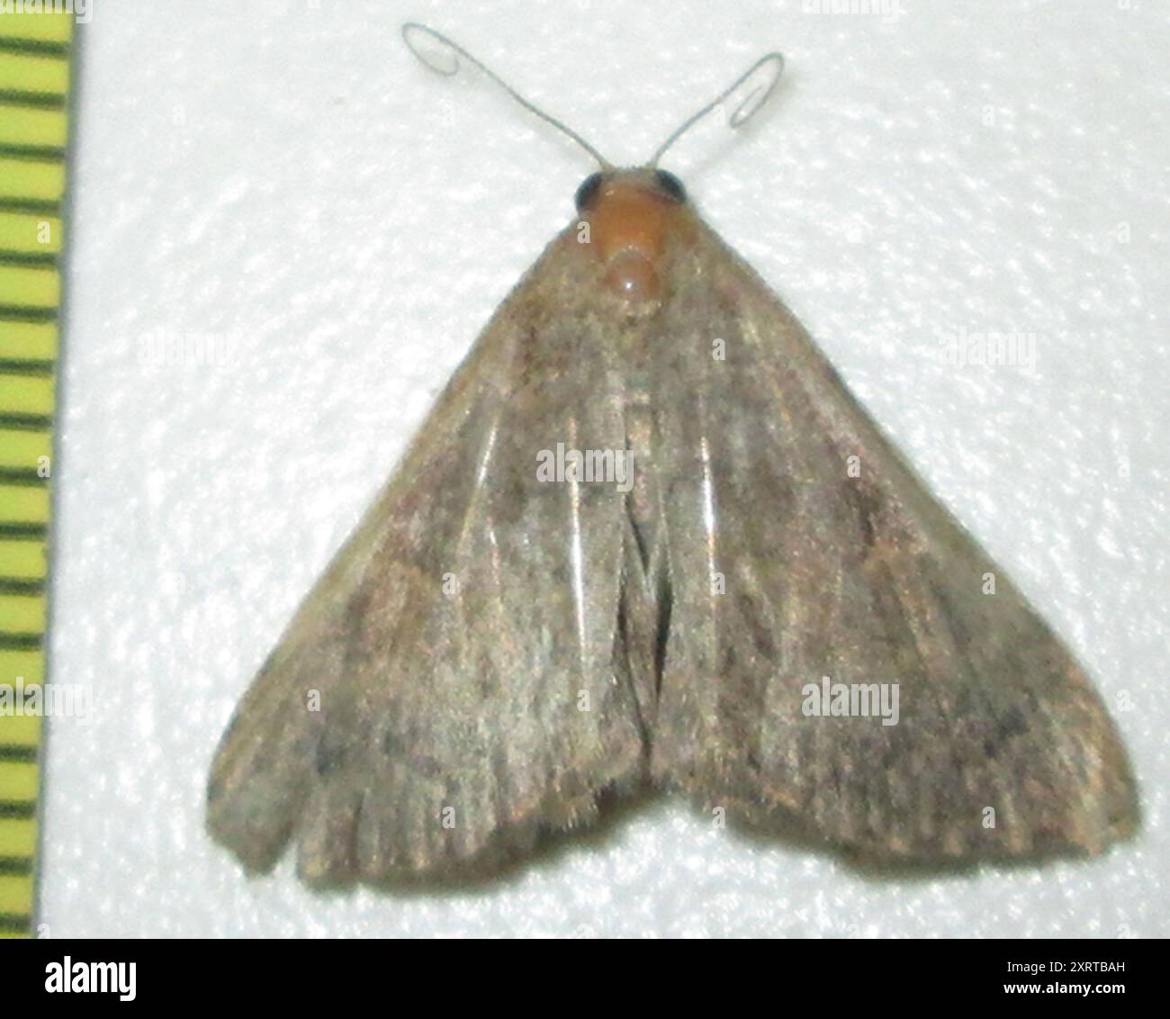 Butterflies and Moths (Lepidoptera) Insecta Stock Photo - Alamy