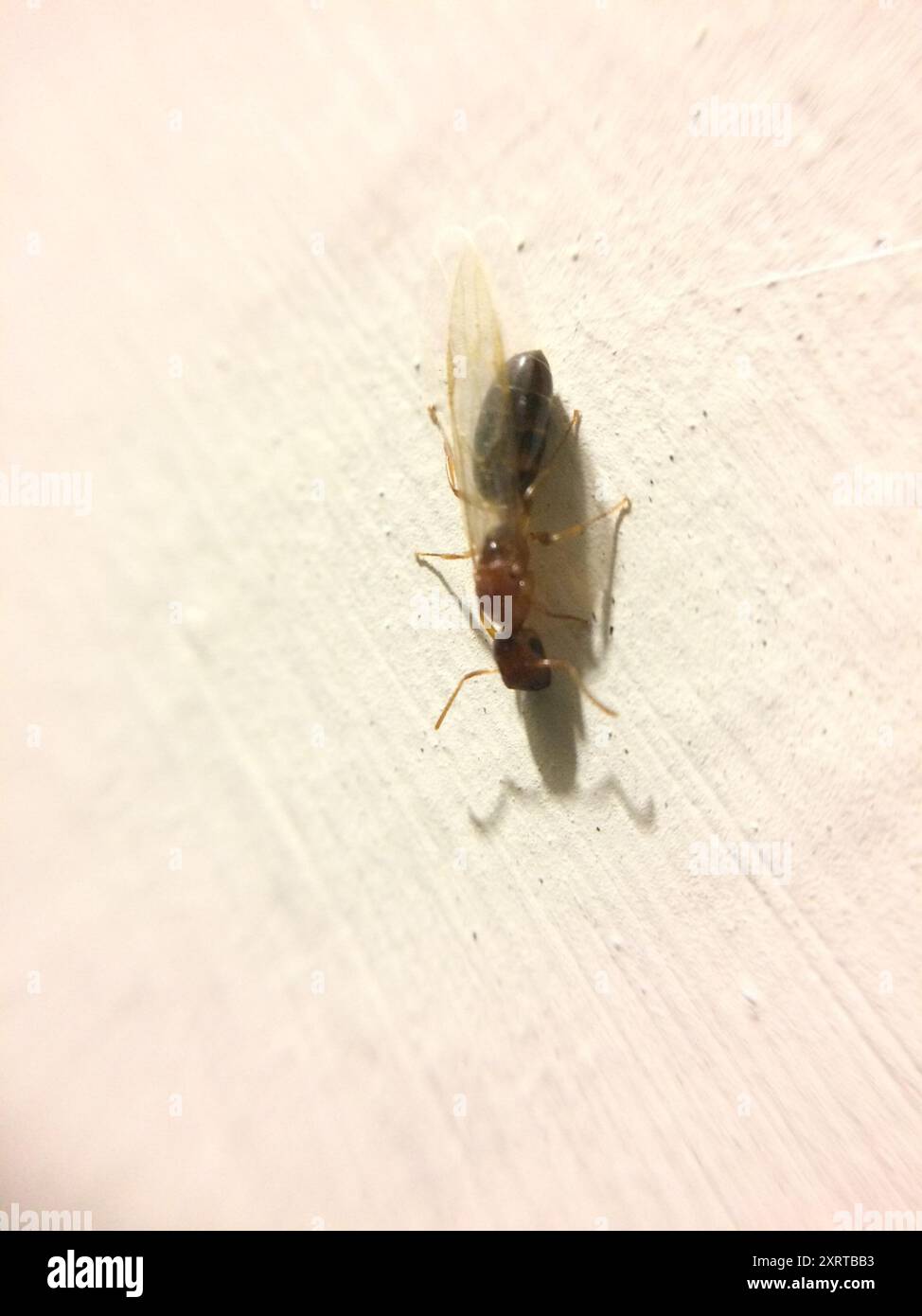 Gate-keeper Ants (Colobopsis) Insecta Stock Photo - Alamy