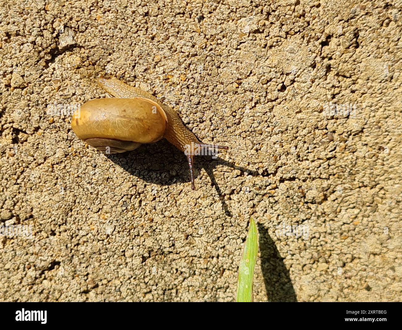 Cute little snail slowly crawling on grey concrete escaping the ...