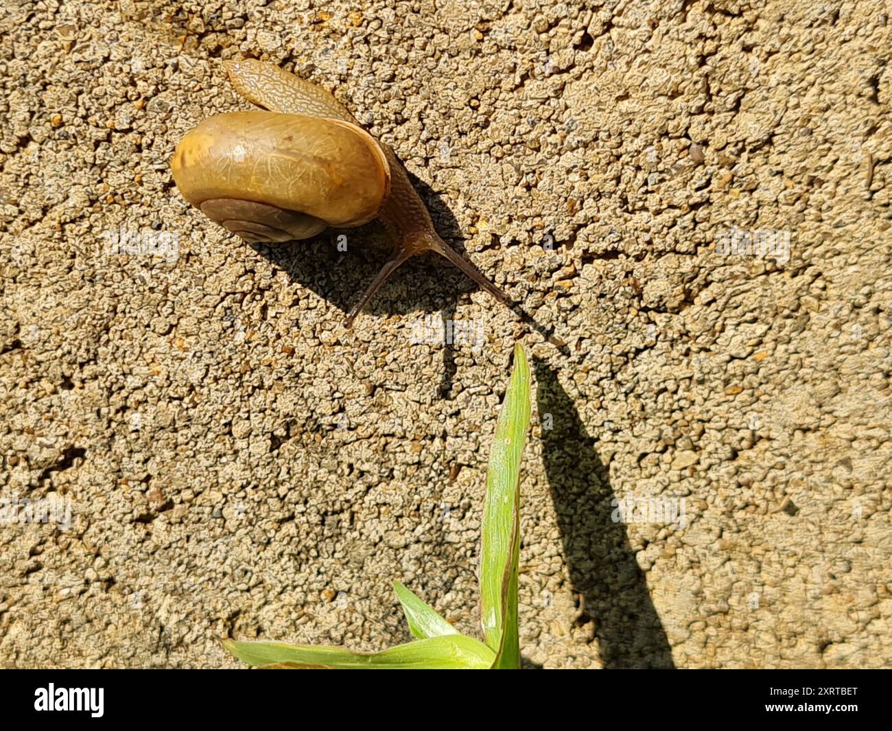 Cute little snail slowly crawling on grey concrete escaping the ...