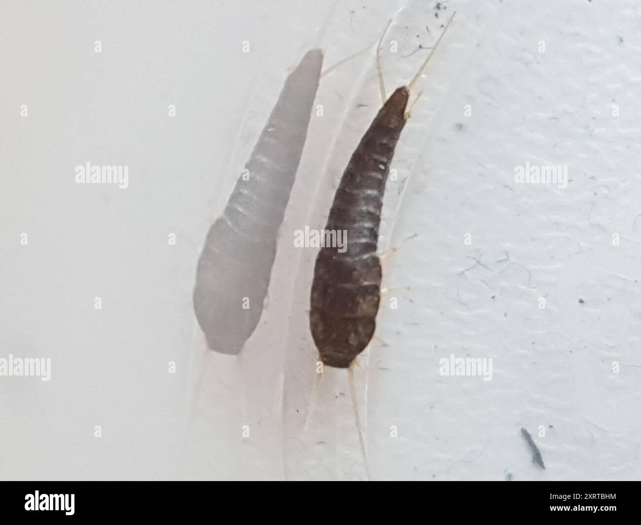 Common Silverfish (Lepisma saccharinum) Insecta Stock Photo - Alamy