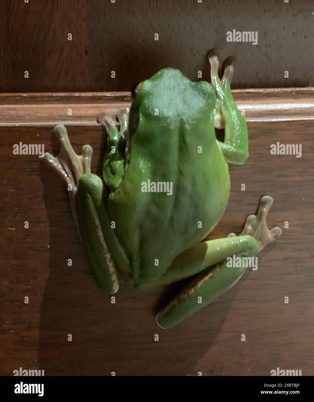 White-lipped Tree Frog (Nyctimystes infrafrenatus) Amphibia Stock Photo ...