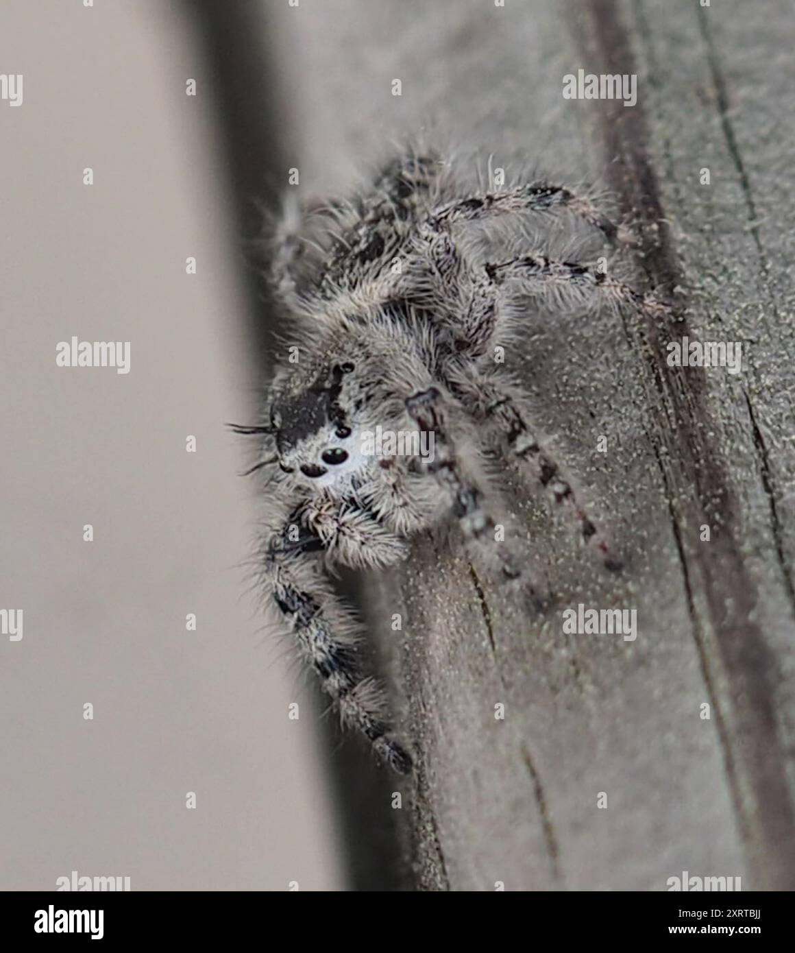 canopy jumping spider (Phidippus otiosus) Arachnida Stock Photo - Alamy