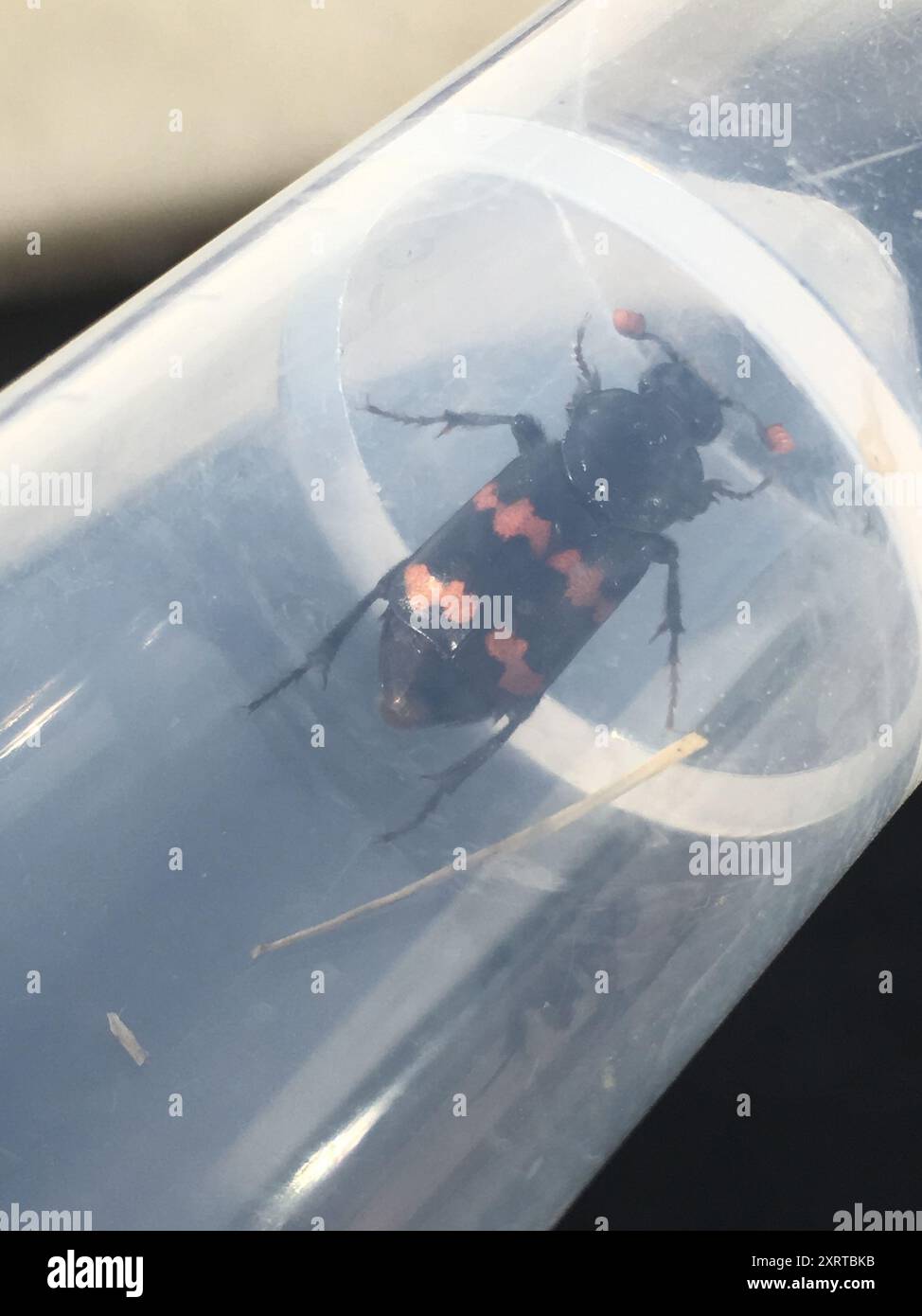 Yellow-bellied Burying Beetle (Nicrophorus guttula) Insecta Stock Photo ...