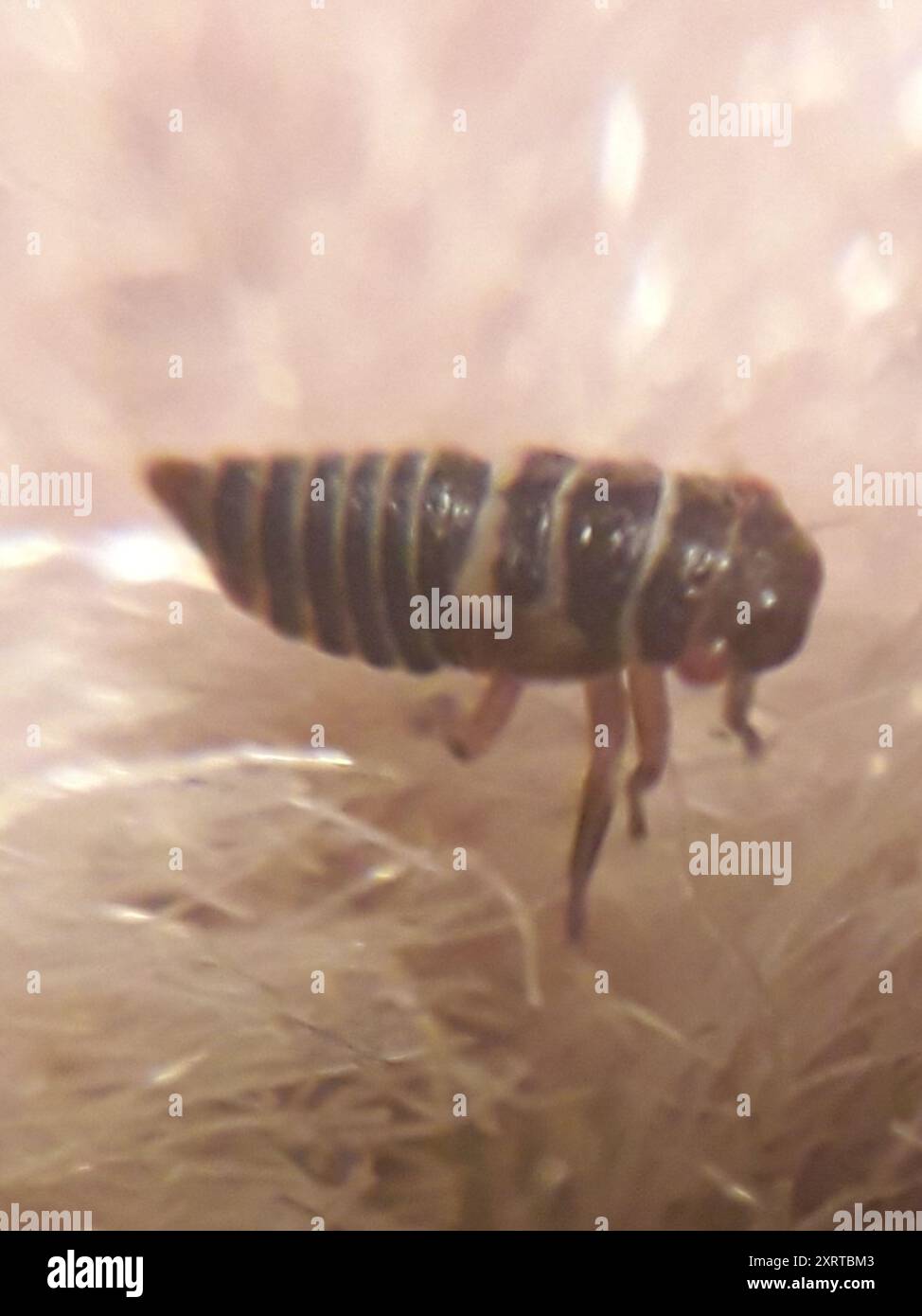 Spittlebugs, Cicadas, Leafhoppers and Treehoppers (Cicadomorpha ...