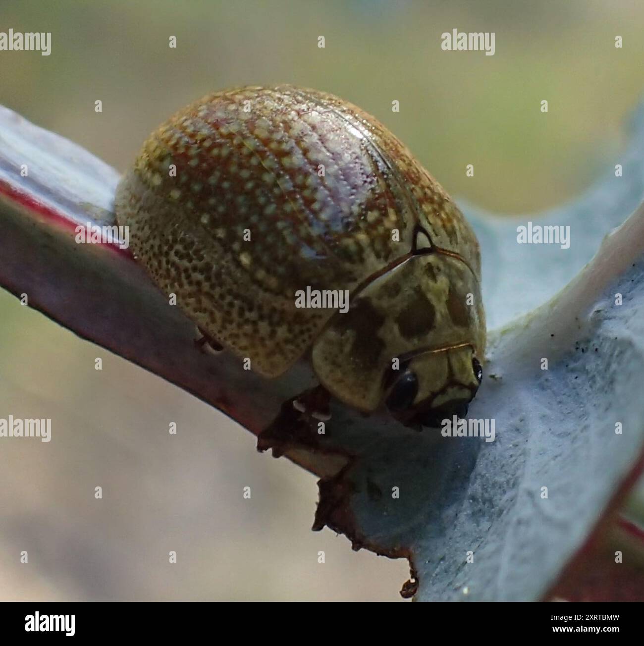 Eucalyptus variegated beetle (Paropsisterna cloelia) Insecta Stock ...