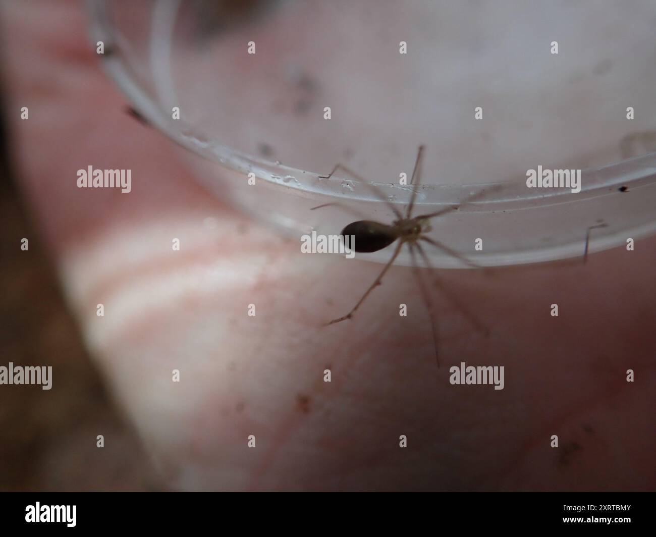 Harvestman Cellar Spider (Pholcus opilionoides) Arachnida Stock Photo ...