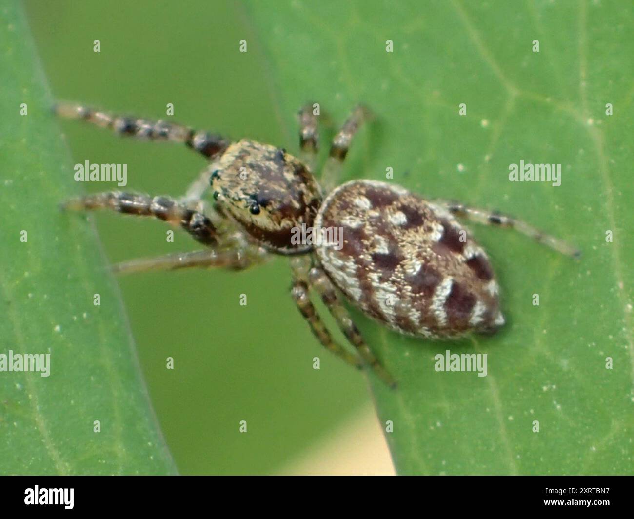 Common White-cheeked Jumping Spider (Pelegrina proterva) Arachnida ...