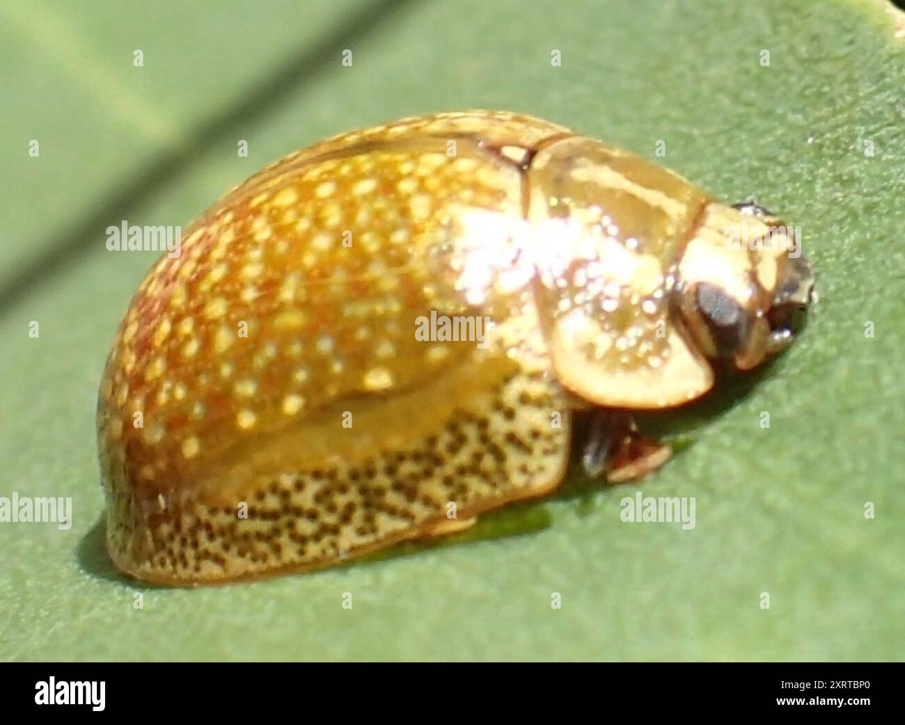 Eucalyptus variegated beetle (Paropsisterna cloelia) Insecta Stock ...