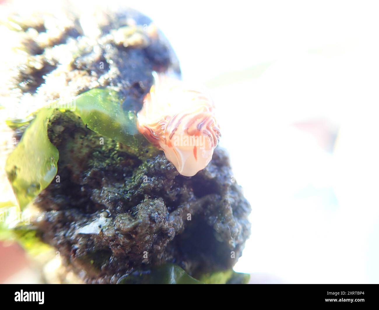 Aeolid nudibranchs hi-res stock photography and images - Alamy