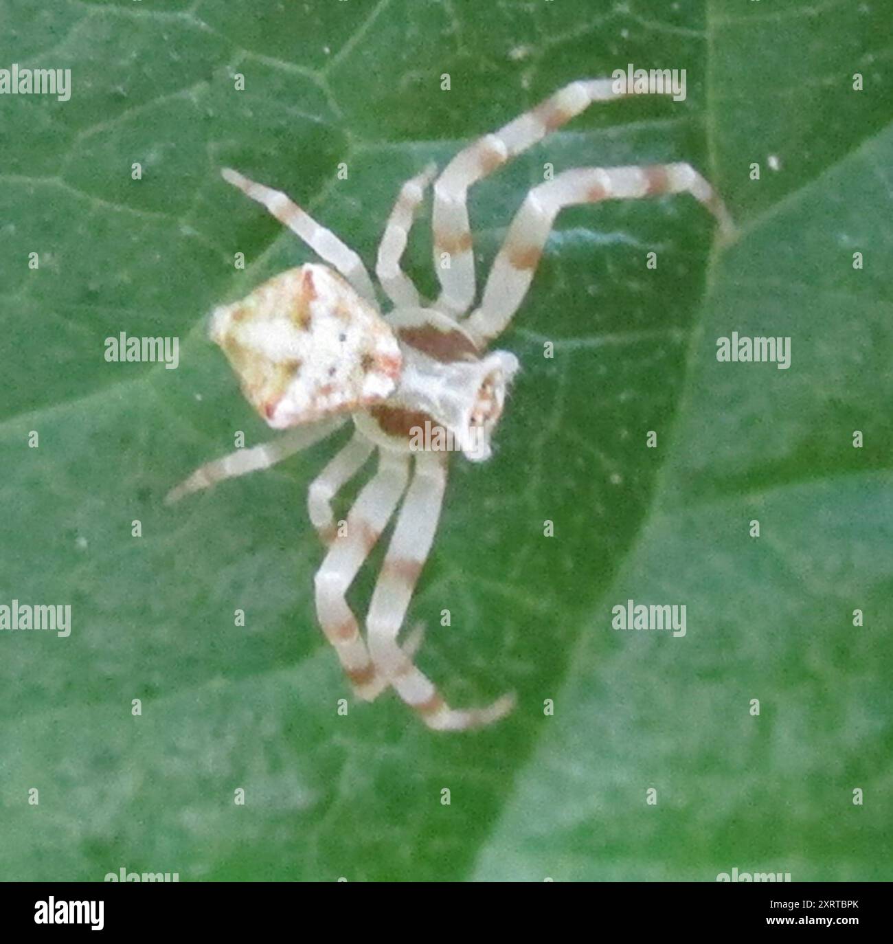 Crab Spiders (Thomisidae) Arachnida Stock Photo - Alamy