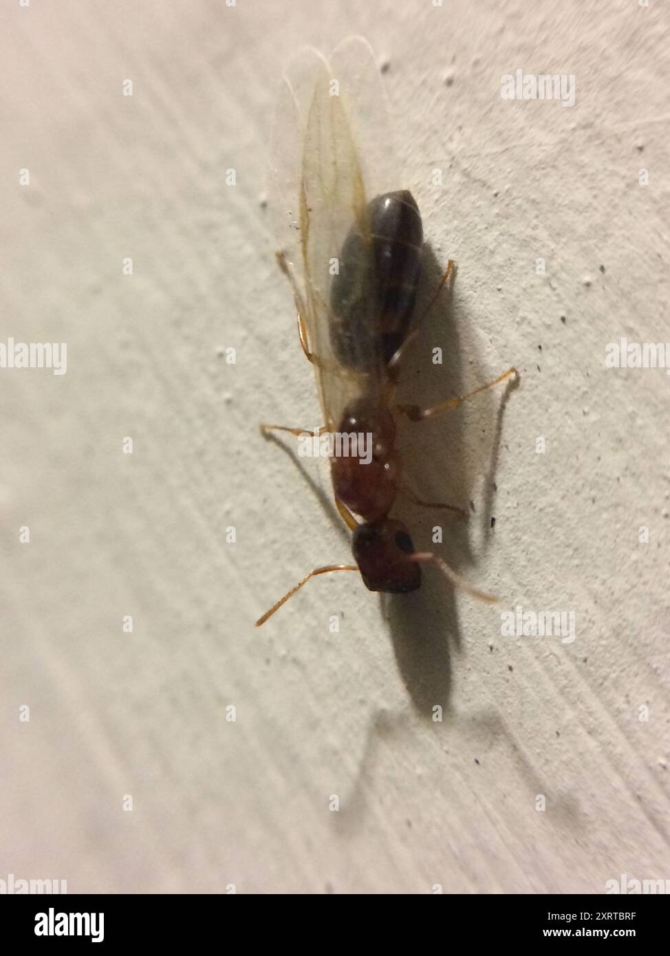 Gate-keeper Ants (Colobopsis) Insecta Stock Photo - Alamy