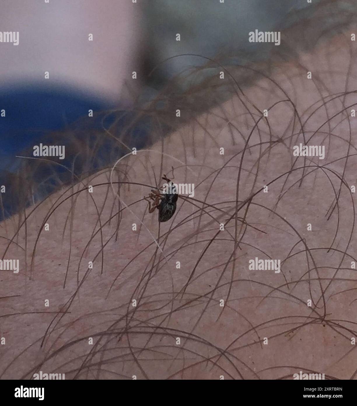 True Weevils (Curculionidae) Insecta Stock Photo - Alamy