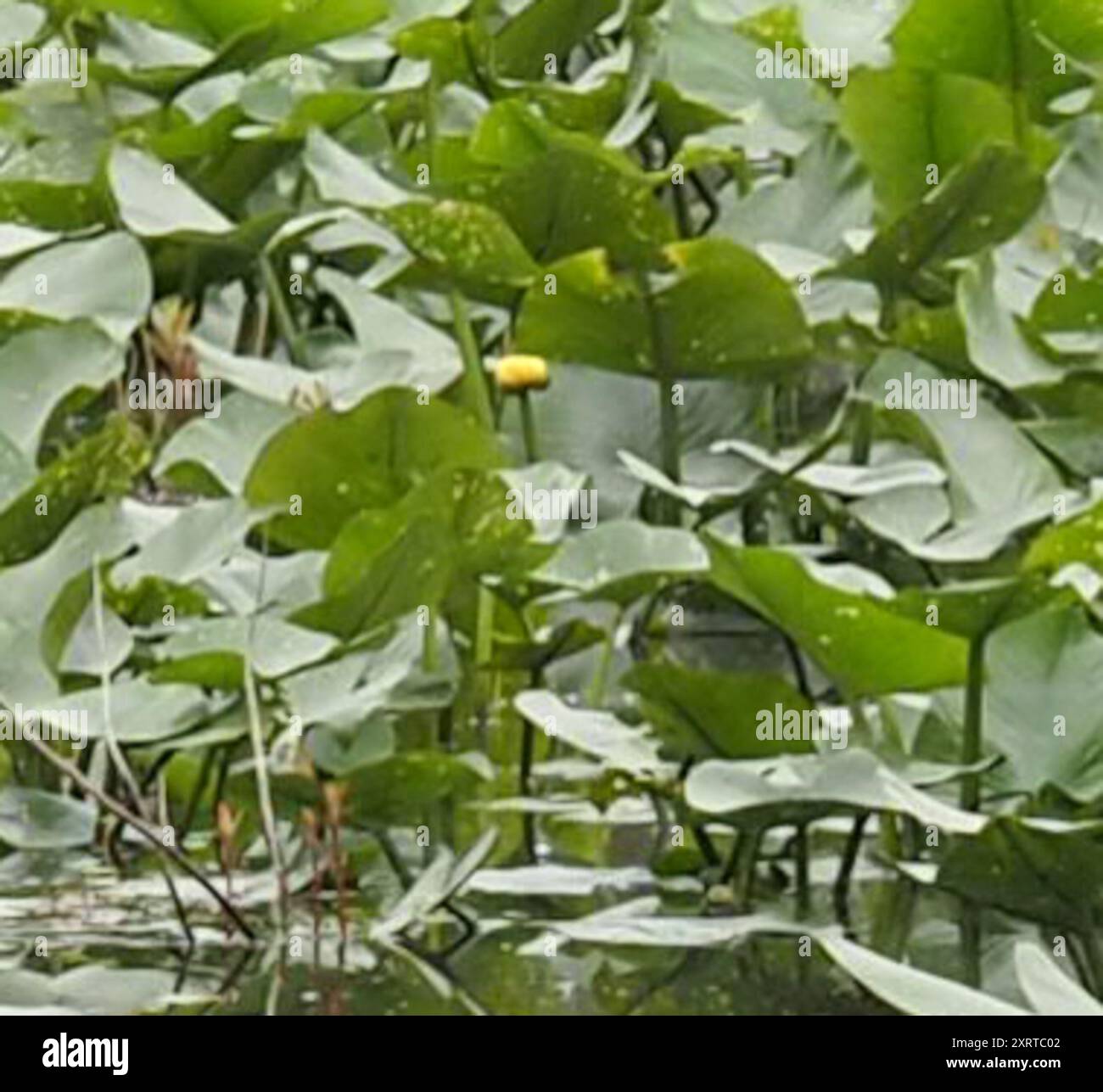 spatterdock (Nuphar advena) Plantae Stock Photo - Alamy