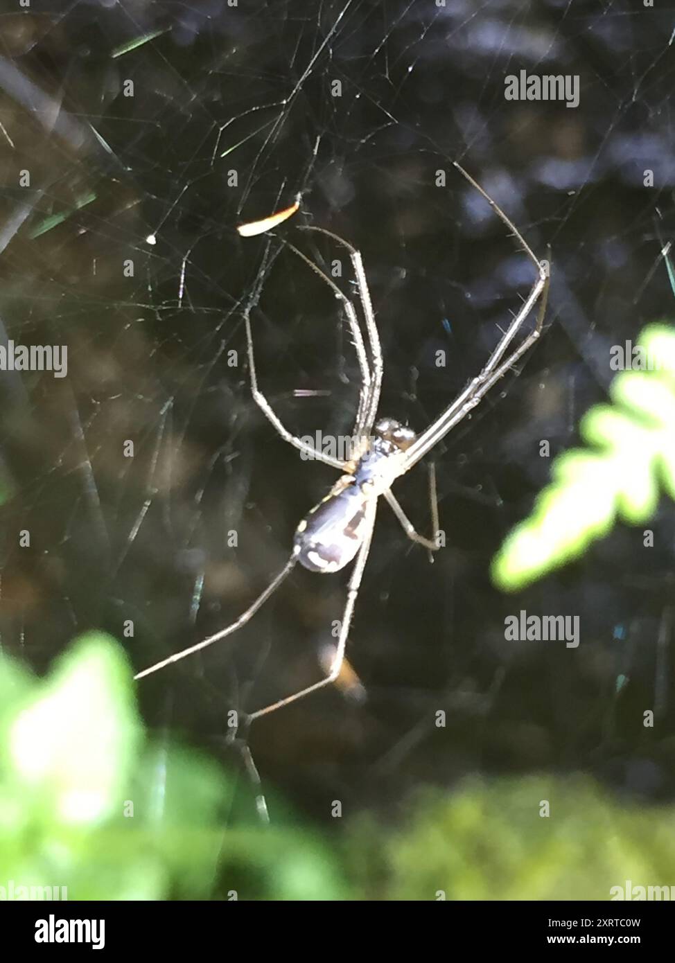 Filmy Dome Spider (Neriene radiata) Arachnida Stock Photo - Alamy