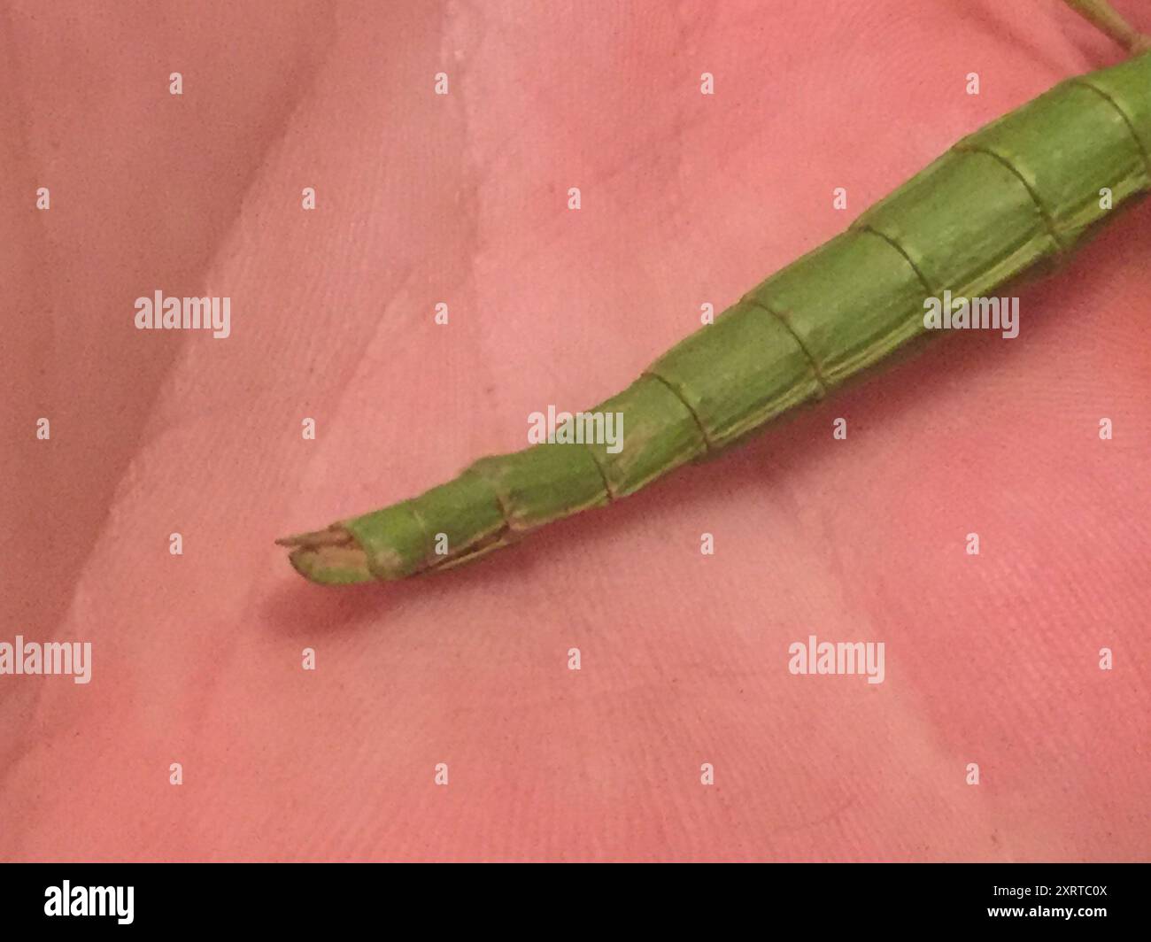 unarmed stick-insect (Acanthoxyla inermis) Insecta Stock Photo - Alamy